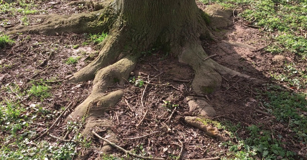 Celtic Tree Calendar – The Ash • Andaire Travel